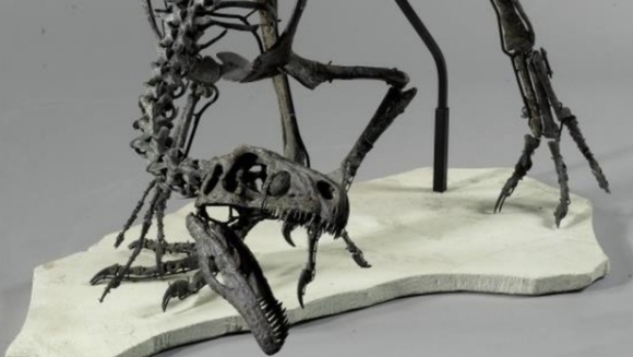 Schelete de dinozauri „hoţi de păsări” estimate la peste 350000 de euro ...