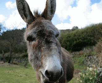 Curiozitati despre magari - zooland.ro