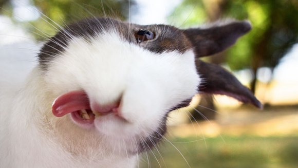 Cele mai frumoase animăluţe cu limba scoasă - zooland.ro