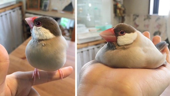 Animăluţe care pur şi simplu s-au topit La fel ca inimile noastre ...