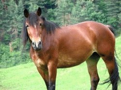 Cal cu talent la pictura - zooland.ro