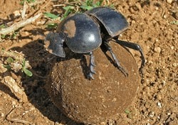 Gandacul de balegar devine carnivor - zooland.ro