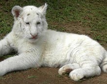 Tigru bengalez alb fara dungi nascut in Africa - zooland.ro