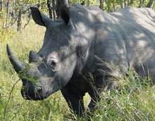 O ultima incercare de a salva rinocerul alb - zooland.ro