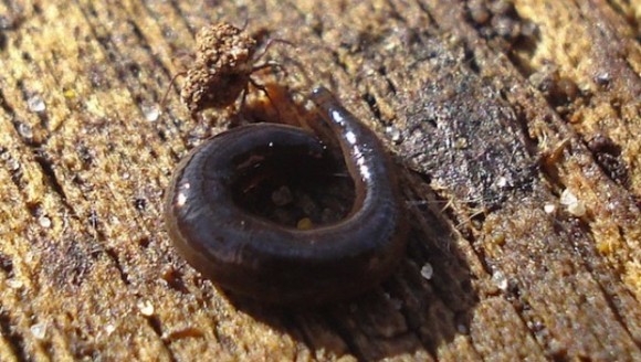 A stat timp de o lună cu o lipitoare în nas - zooland.ro