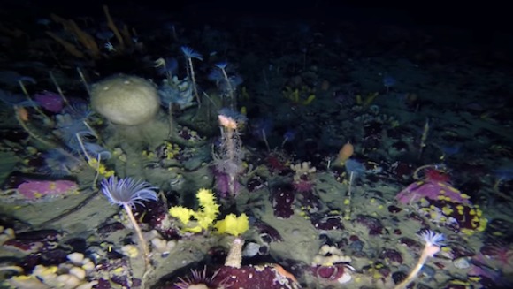 Un robot subacvatic a mers sub Antarctica şi a înregistrat imagini ...