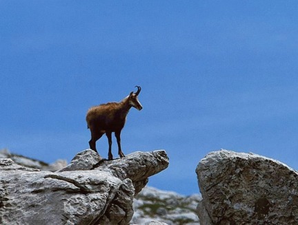 Capra neagra Rupicapra rupicapra - zooland.ro