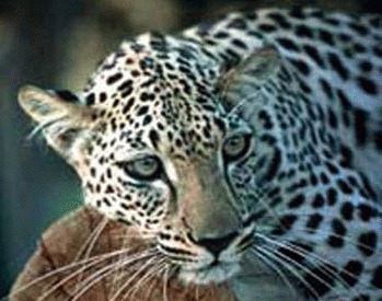 Leopardul arab Panthera pardus nimr - zooland.ro