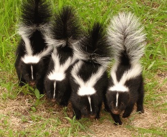 Sconcsul dungat Mephitis mephitis - zooland.ro