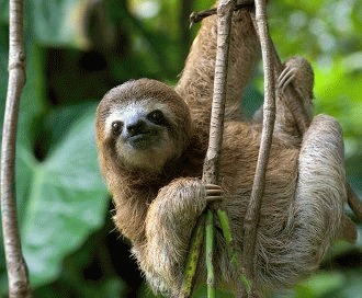 Lenesul cu trei degete - zooland.ro