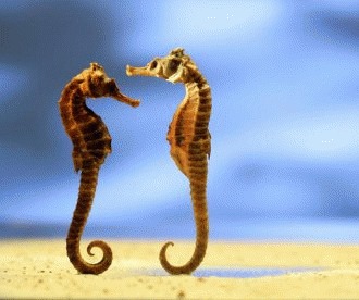 Calul de mare Hippocampus erectus - zooland.ro