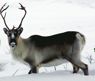 Lucruri interesante despre reni - zooland.ro