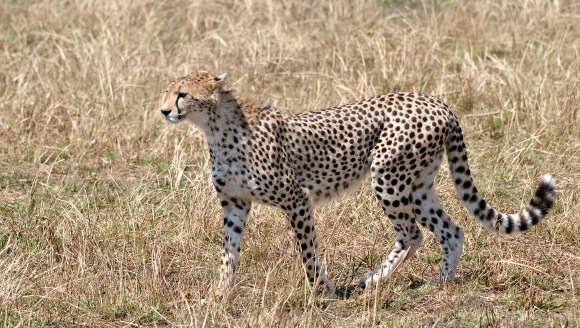Există un animal mai rapid decât ghepardul - zooland.ro
