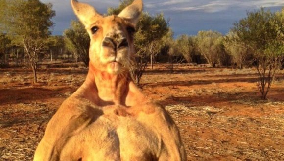 El este Roger cel mai forţos şi galant cangur din lume – Galerie Foto ...