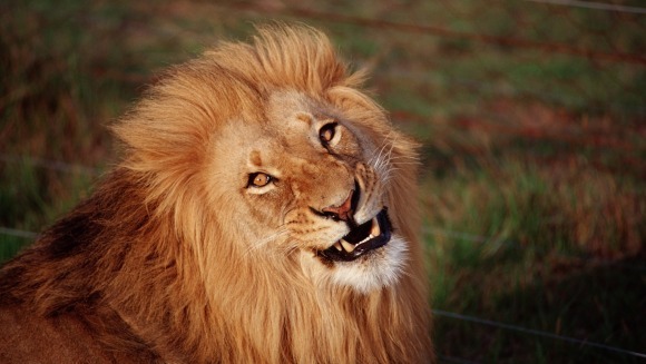 Inundația din Tbilisi a omorât toți leii și tigrii de la zoo - zooland.ro