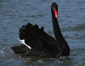 Specii de lebede II - zooland.ro