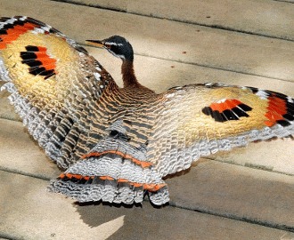 Pasarea Soarelui Eurypyga helias - zooland.ro