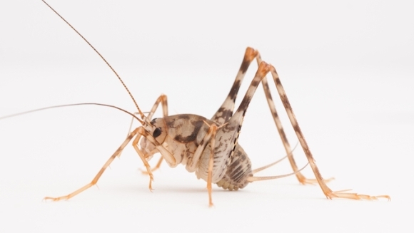 Invazie de greieri canibali în SUA - zooland.ro