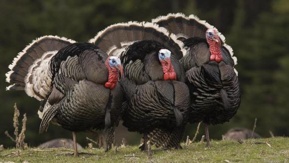 Curiozităţi curcani 6 lucruri amuzante despre curcani - zooland.ro