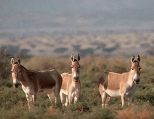 Asinul salbatic - zooland.ro