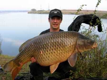 Crapup cyprinus carpio - zooland.ro