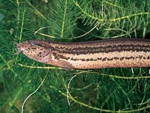 Caracatite - zooland.ro