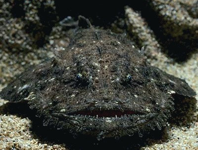 Pestele unditar Lophius americanus - zooland.ro