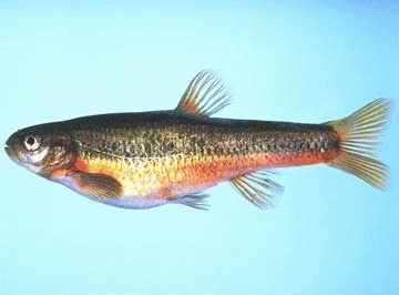 Cleanul flacara Hemitremia flammea - zooland.ro