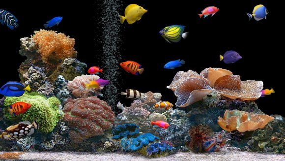 Alegerea plantelor pentru acvariu - zooland.ro