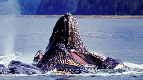 Cum a devenit balena cu cocoaşă „îngerul” care le protejează pe ...