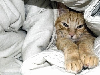 Torsul - arma secreta a pisicilor - zooland.ro