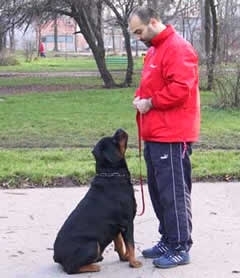 Bucuresti LOBEL - scoala de dresaj - zooland.ro