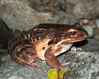 Puiul de munte Leptodactylus fallax - zooland.ro