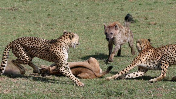 Supraviețuire miraculoasă un pui de antilopă a scăpat din ghearele a ...