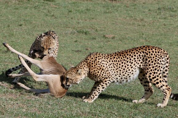 Supraviețuire miraculoasă un pui de antilopă a scăpat din ghearele a ...