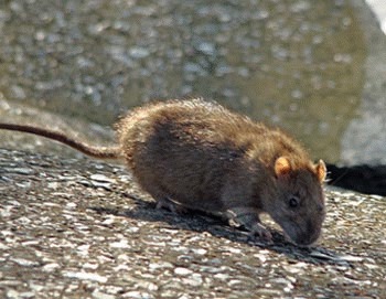 Soarecele de apa mexican Rheomys mexicanus - zooland.ro