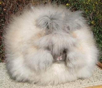 Iepurele de Angora - varietati - zooland.ro