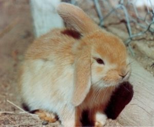 Iepurele de casa | Zooland