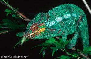 Cameleonul | Zooland