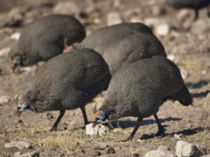 Bibilica (Numida meleagris) | Zooland