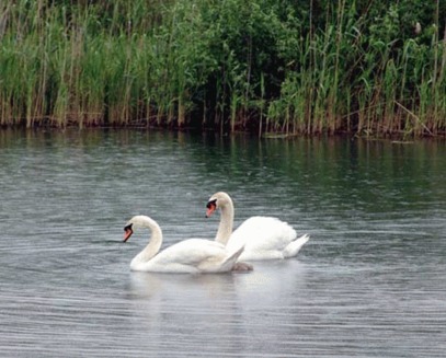 Incalzirea climei tine lebedele in Siberia | Zooland