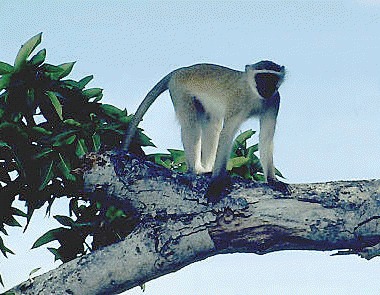 Maimutele pisici de mare (Cercopithecus) - zooland