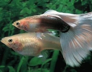Inmultirea pestilor Guppy | Zooland