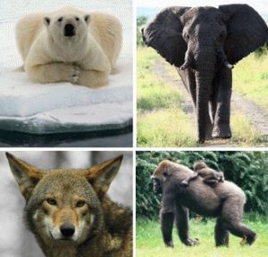 Mamiferele: tot ce trebuie sa stii despre mamifere | Zooland