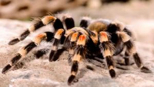 10 lucruri interesante despre tarantule | Zooland