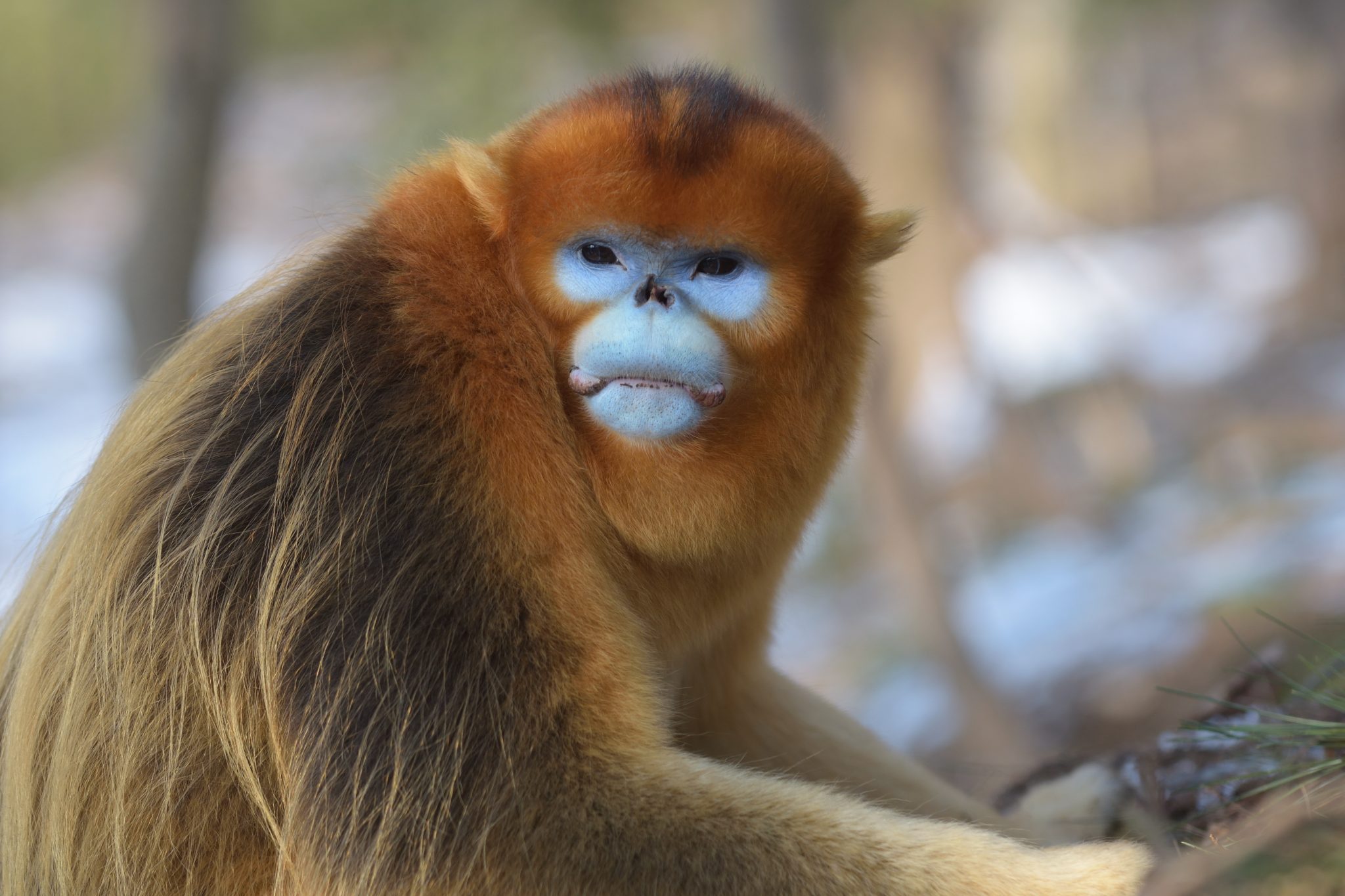 Cele mai spectaculoase 10 animale din China (Galerie Foto) | Zooland