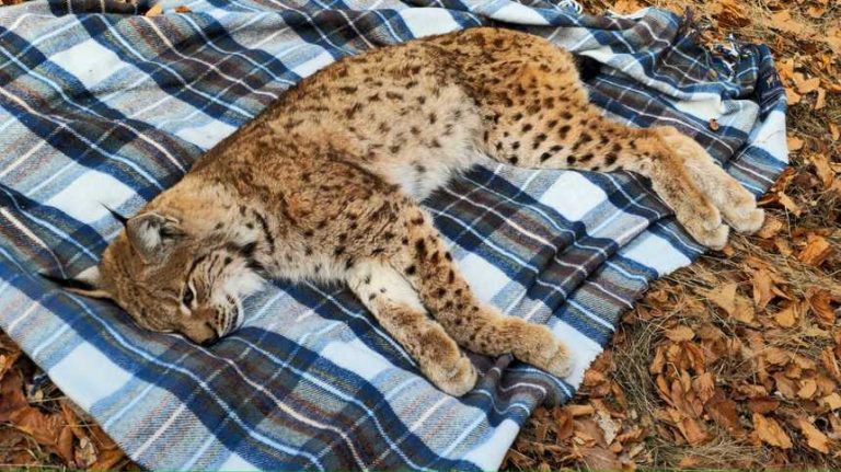 Molia colibri - zooland