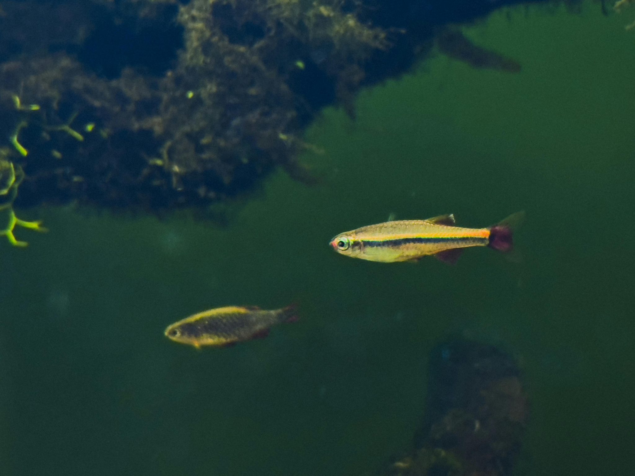 11 tipuri de pești pentru acvariu pe care îi îngrijești foarte ușor ...