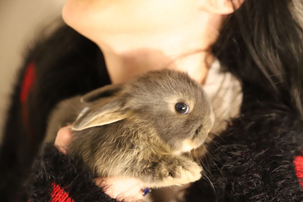 ZooCafé București – o experiență exotică pentru iubitorii de animale ...