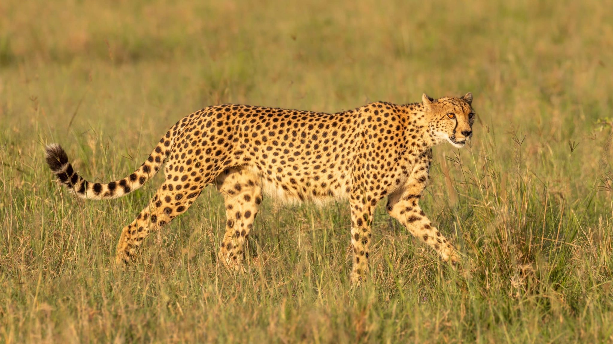 Ghepardul, cel mai rapid animal de pe glob, e pe cale de dispariție ...